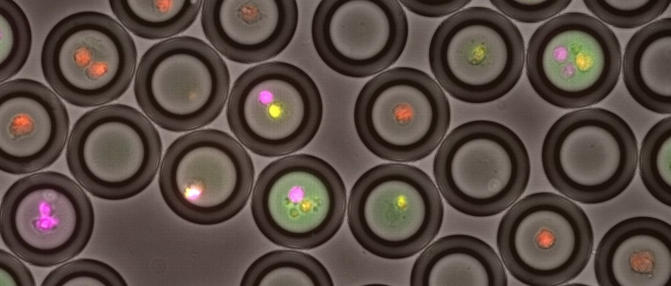 Single-Cell Analysis & Isolation Solutions | Samplix